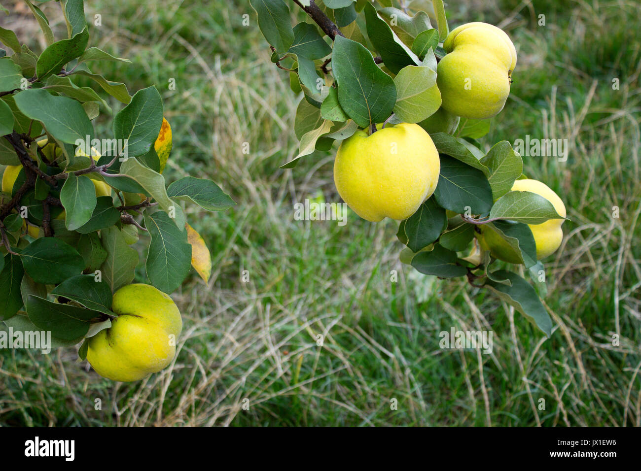 Quince tree hi-res stock photography and images - Alamy