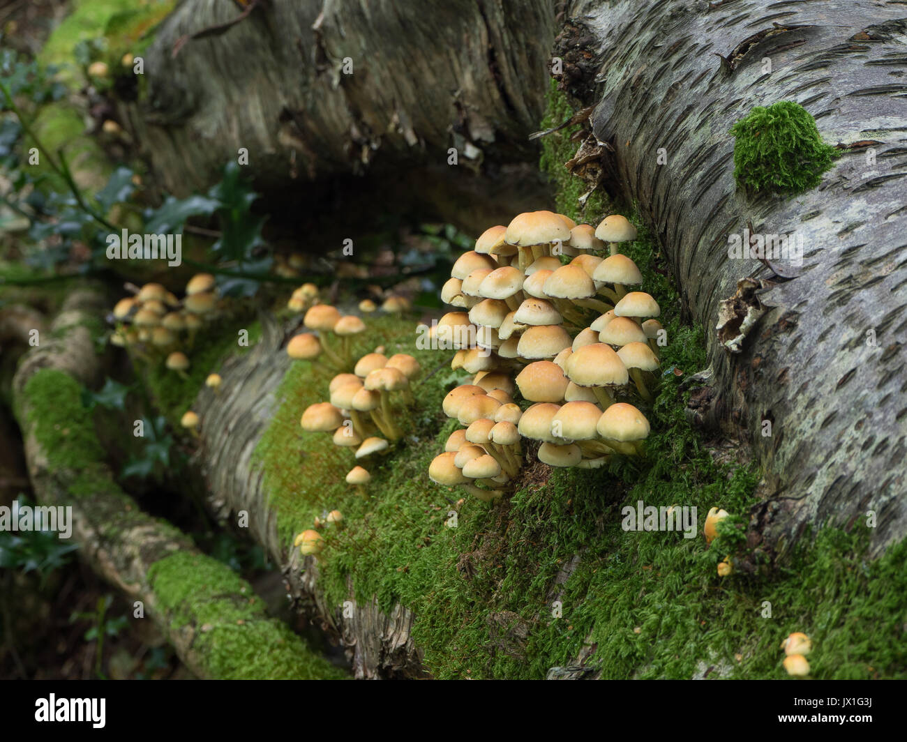 Parasitic honey fungus armillaria hi-res stock photography and images ...