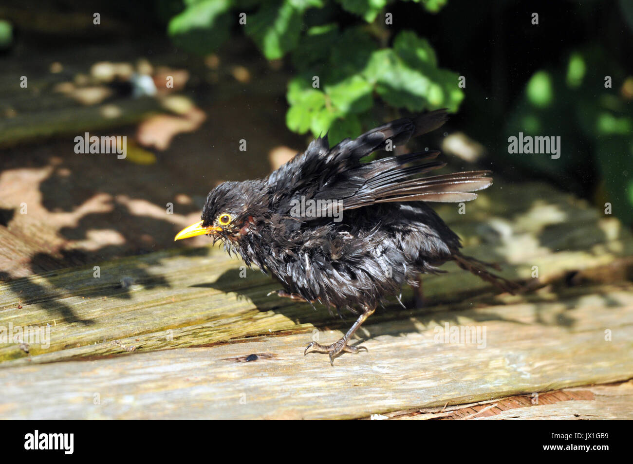 Bedraggled birds hi-res stock photography and images - Alamy
