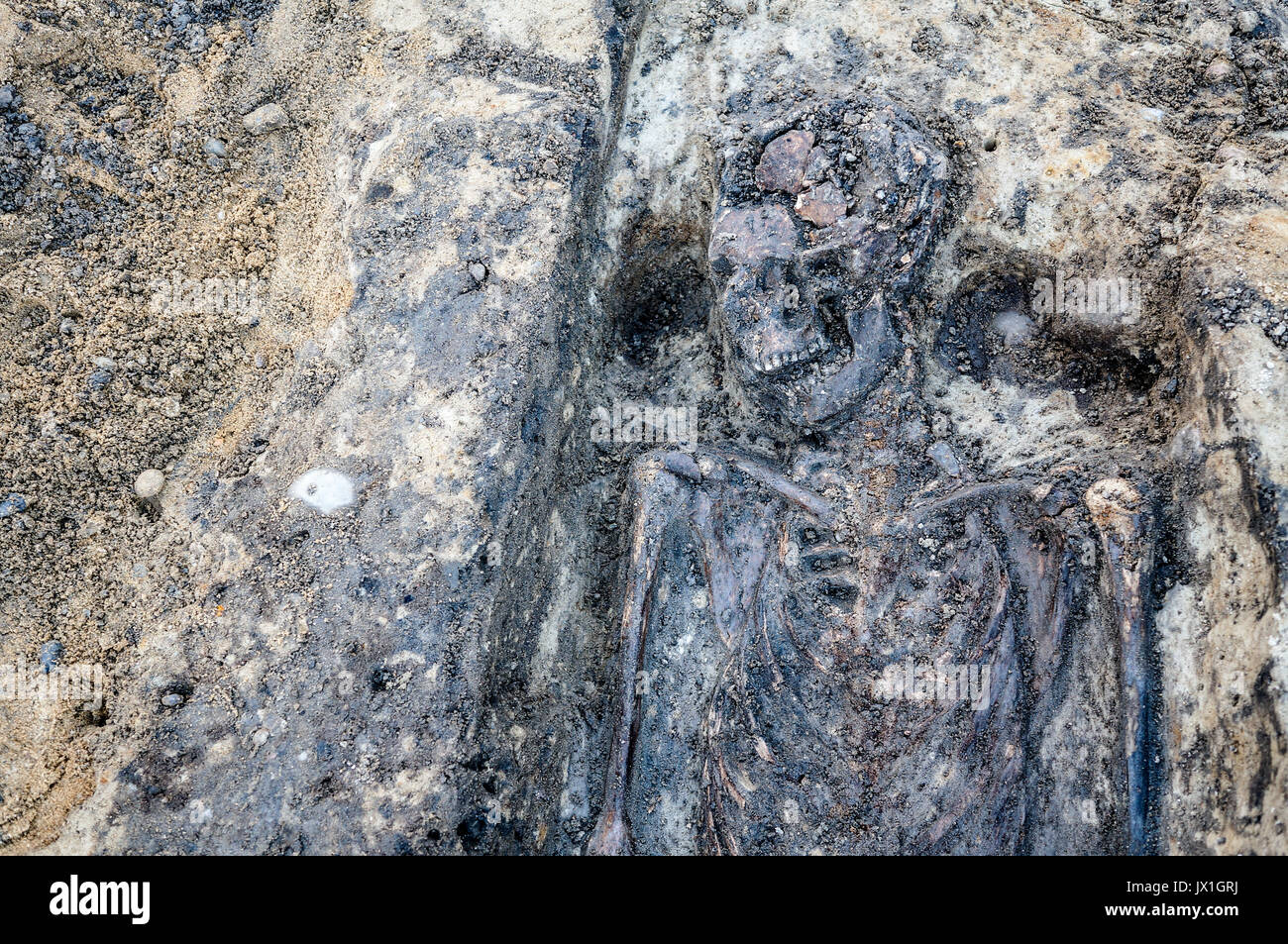Archaeological excavation with skeletons and skulls still half buried ...