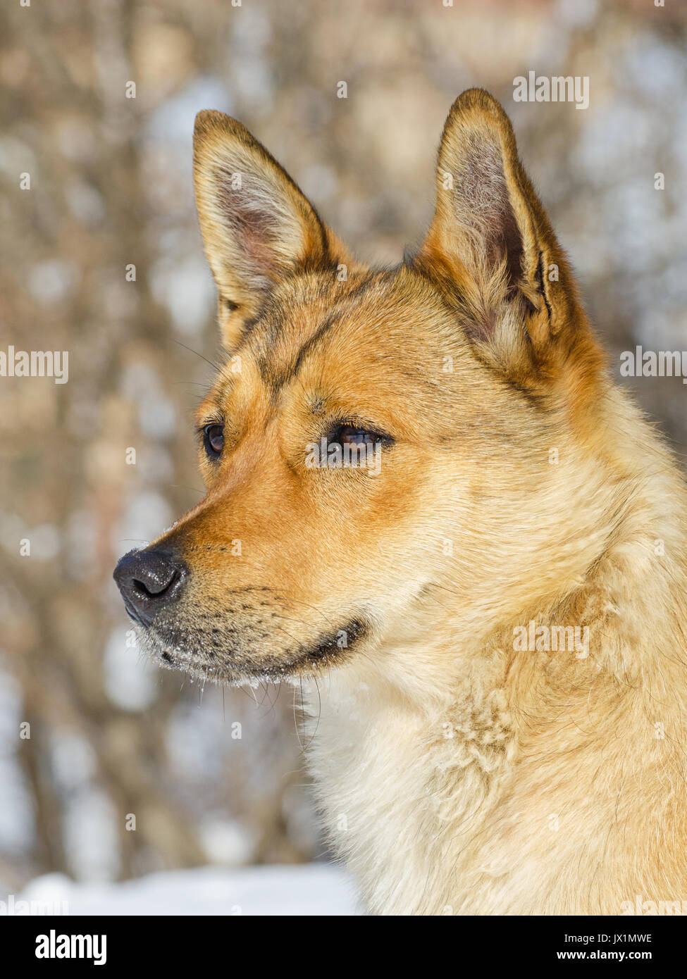 Portrait ginger dog beautiful domestic hi-res stock photography and ...