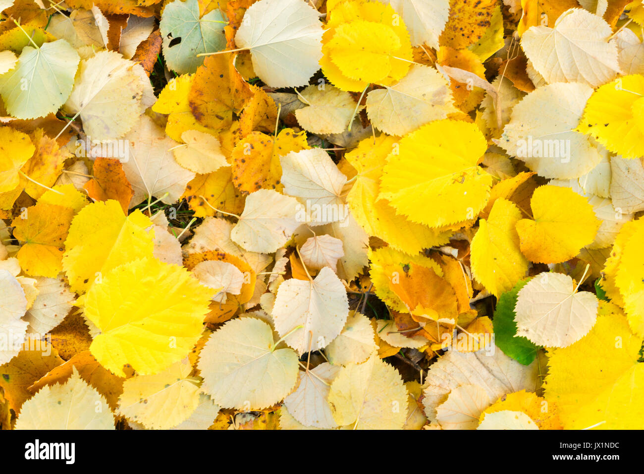 Alder tree fall leaves background Stock Photo - Alamy