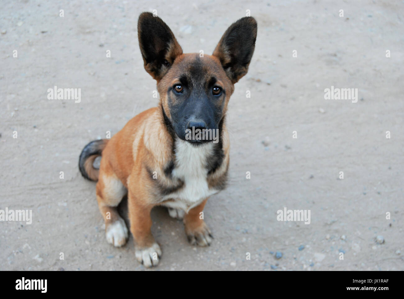 Straight ears hi-res stock photography and images - Alamy