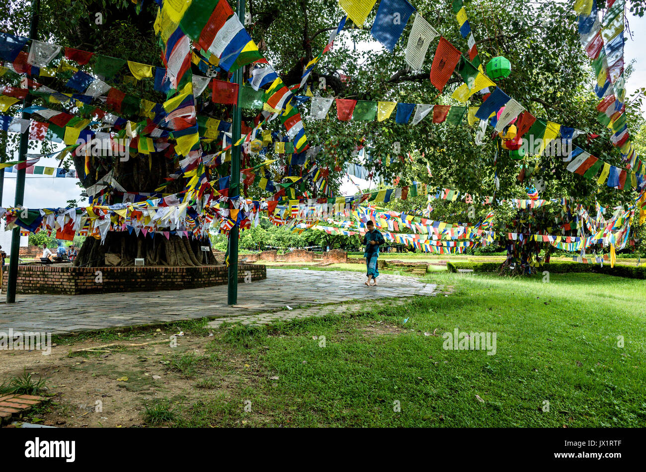 a religious buddhist male tourist rounding the bodhi tree, mayadevi ...