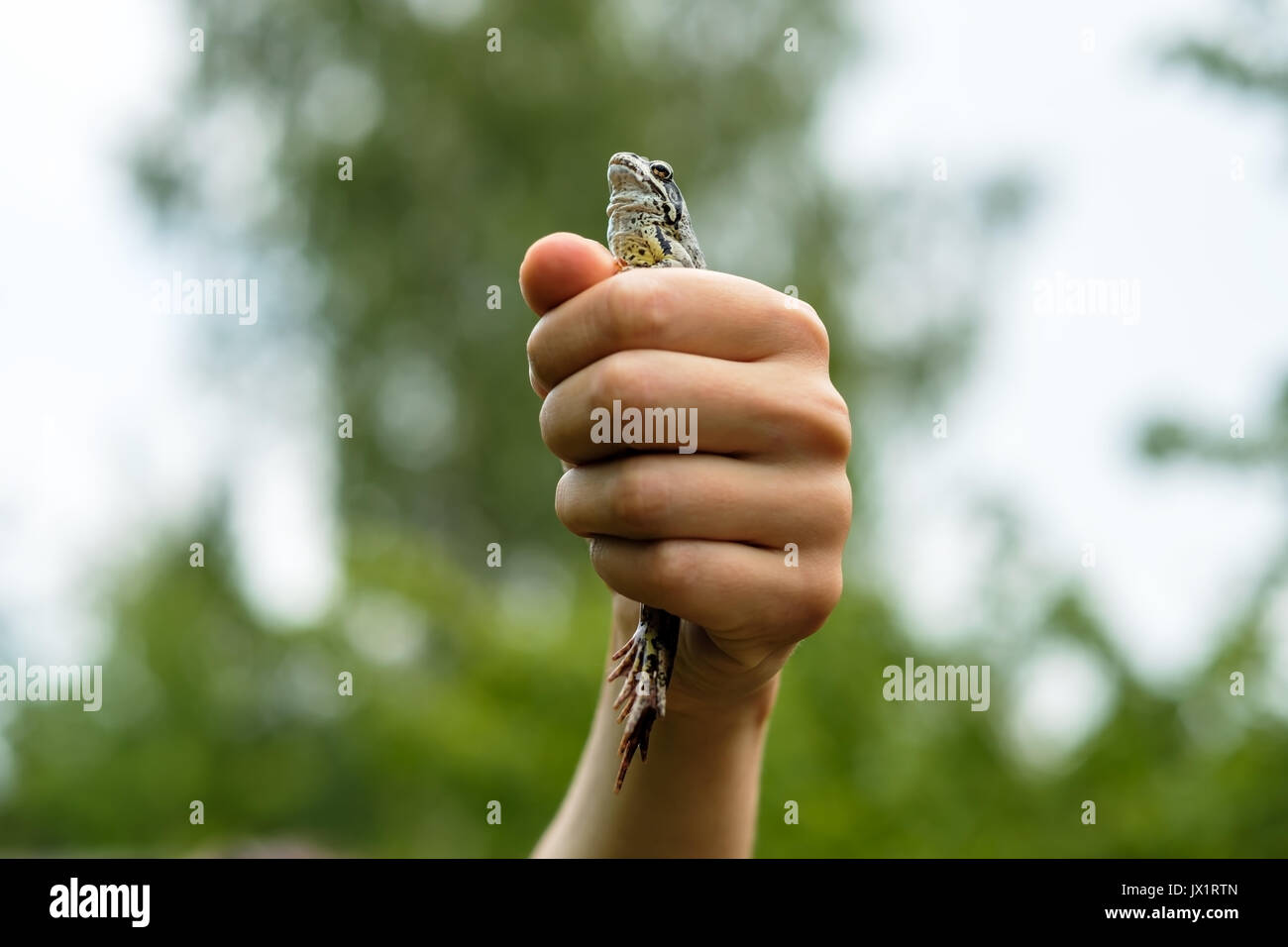 The common frog sits in a fist and looks proudly upwards Stock Photo ...