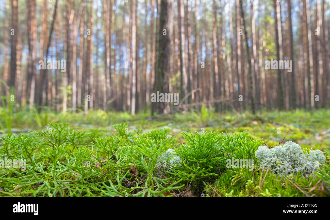 Ground Level View of Summer Coniferous Forest, Shallow Depth of Field ...