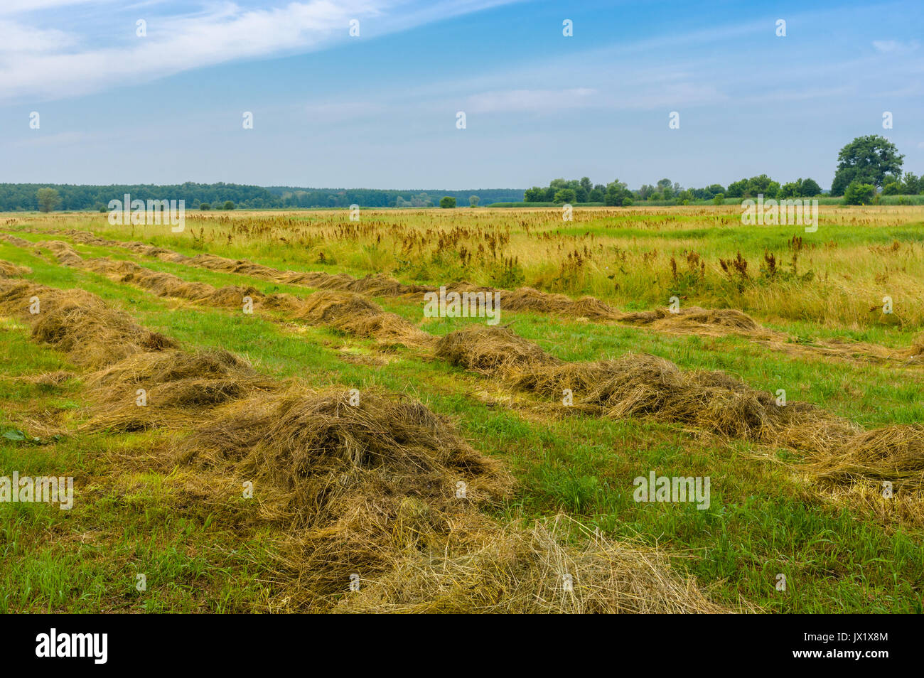 Summer landscape with rows of mown hay on a water-meadow Stock Photo ...