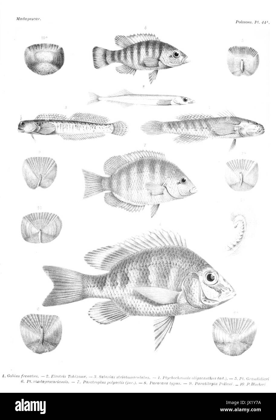 Madagascar conservation Cut Out Stock Images & Pictures - Alamy