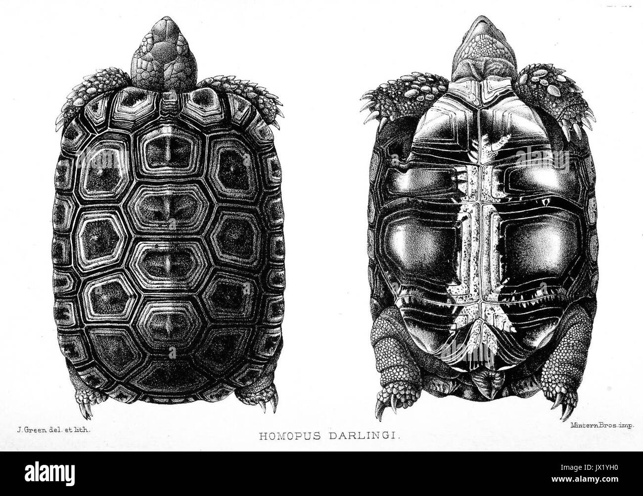 Homopus hi-res stock photography and images - Alamy