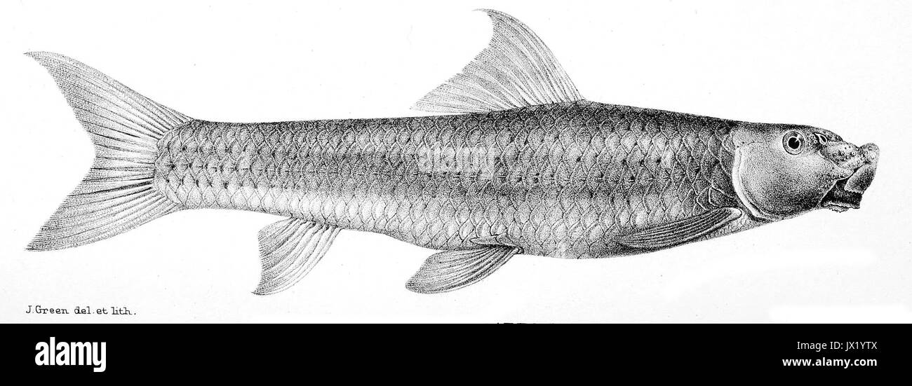 Annectens hi-res stock photography and images - Alamy