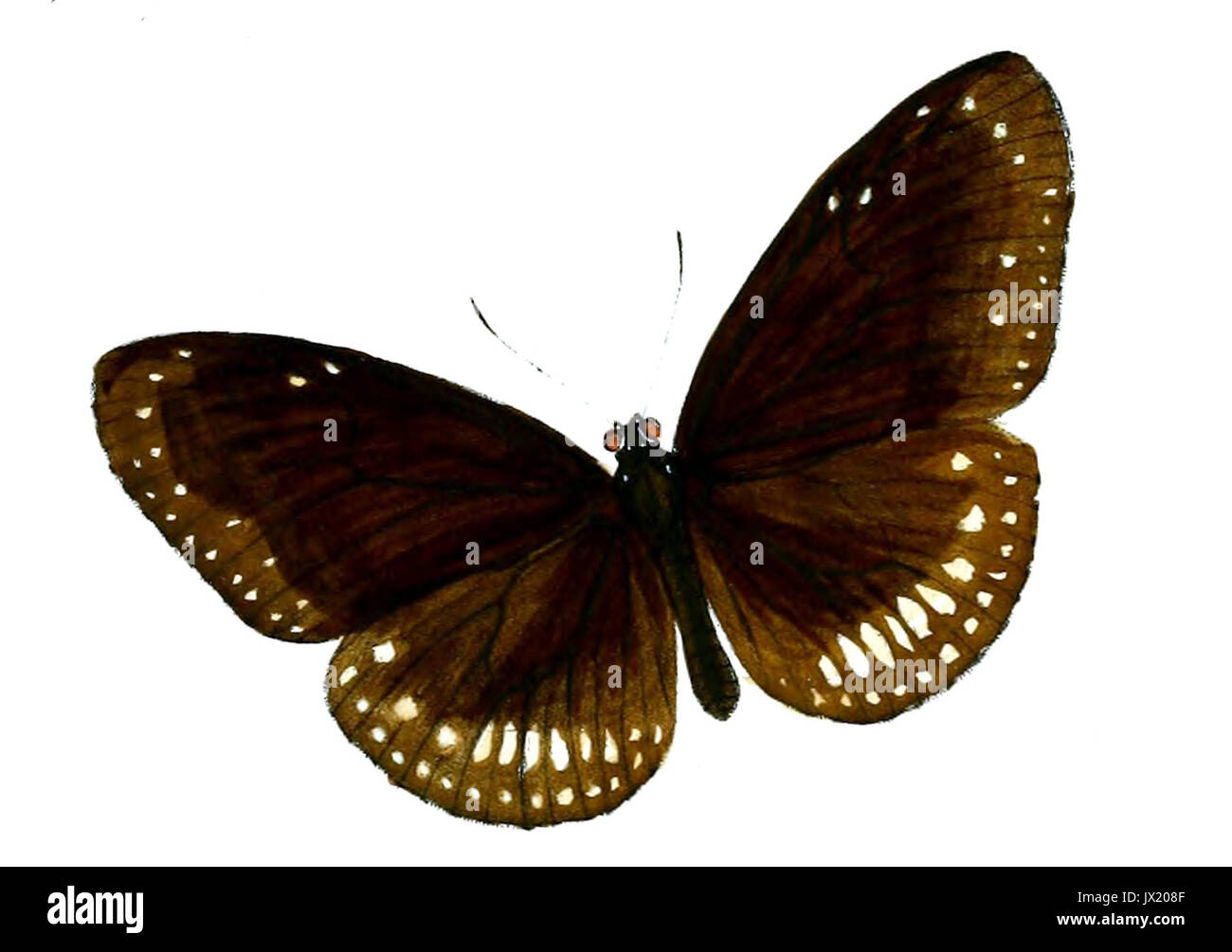 NarmadaMontanaF 51 2a Stock Photo - Alamy