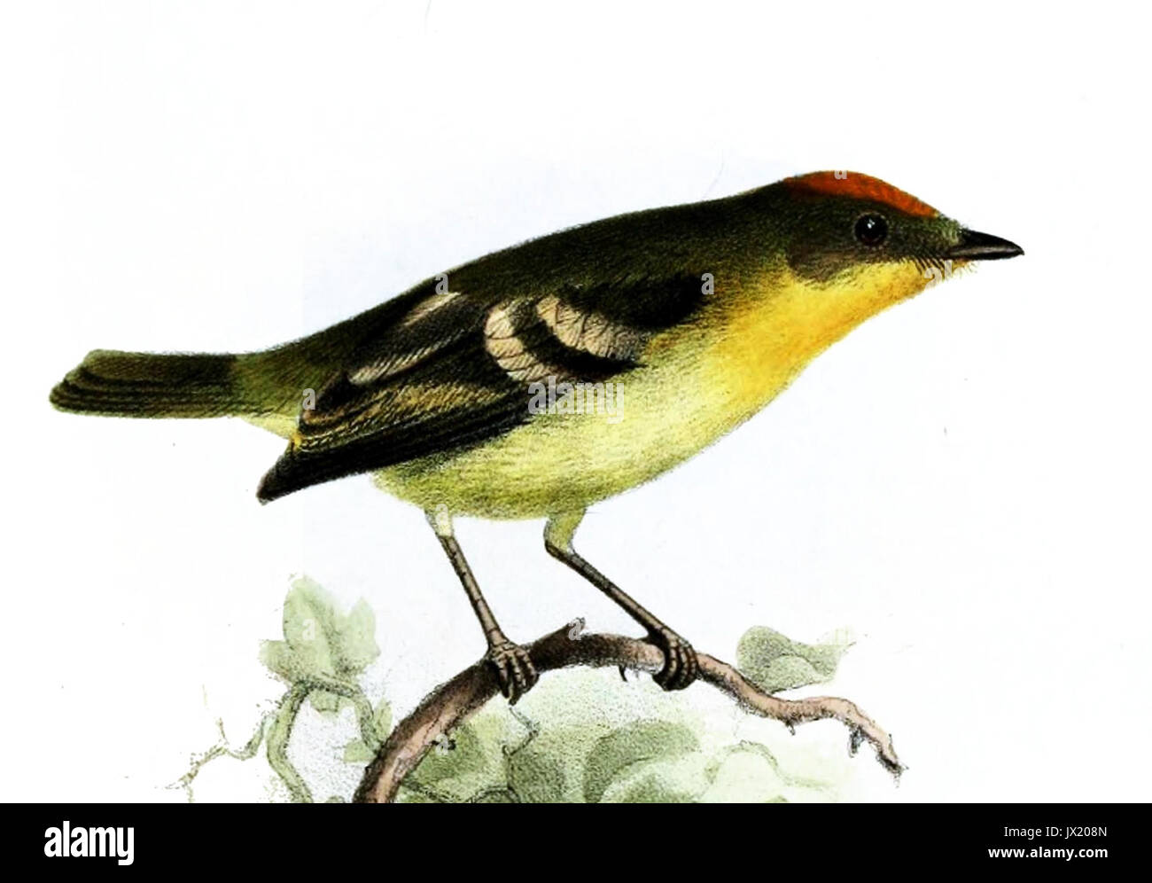 Nephelomyias pulcher hi-res stock photography and images - Alamy