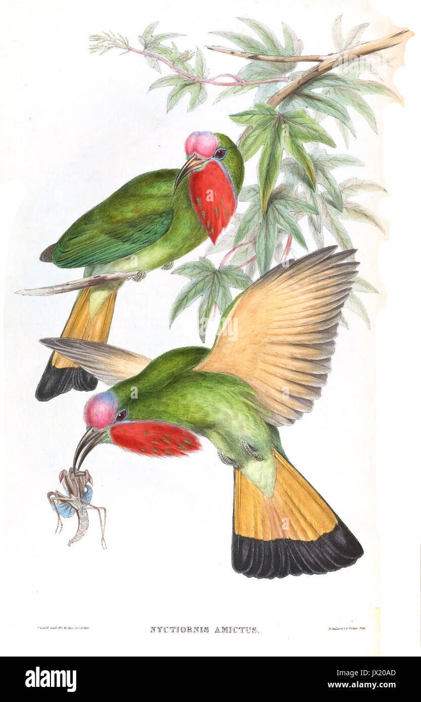 Amictus Cut Out Stock Images & Pictures - Alamy