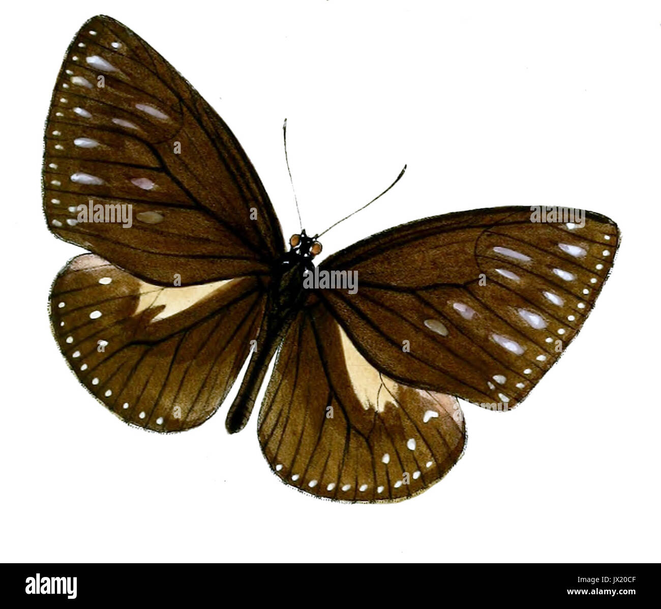 Pademma hi-res stock photography and images - Alamy