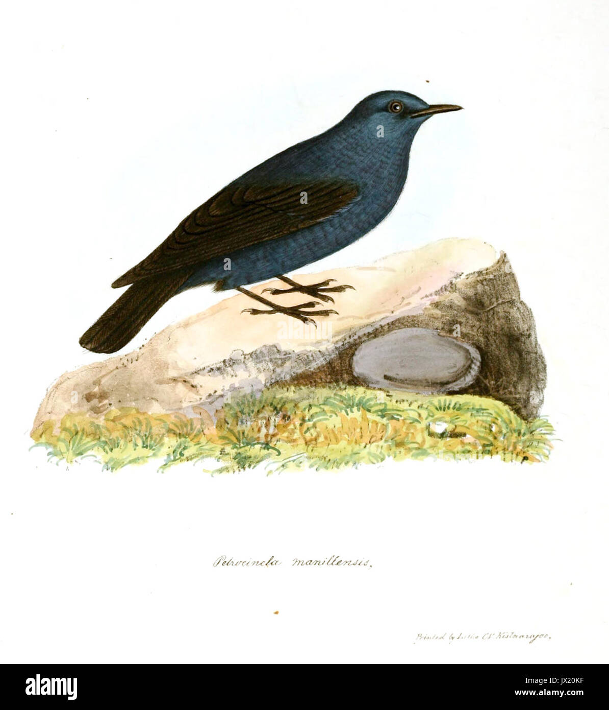 Philippine magpie robin hi-res stock photography and images - Alamy