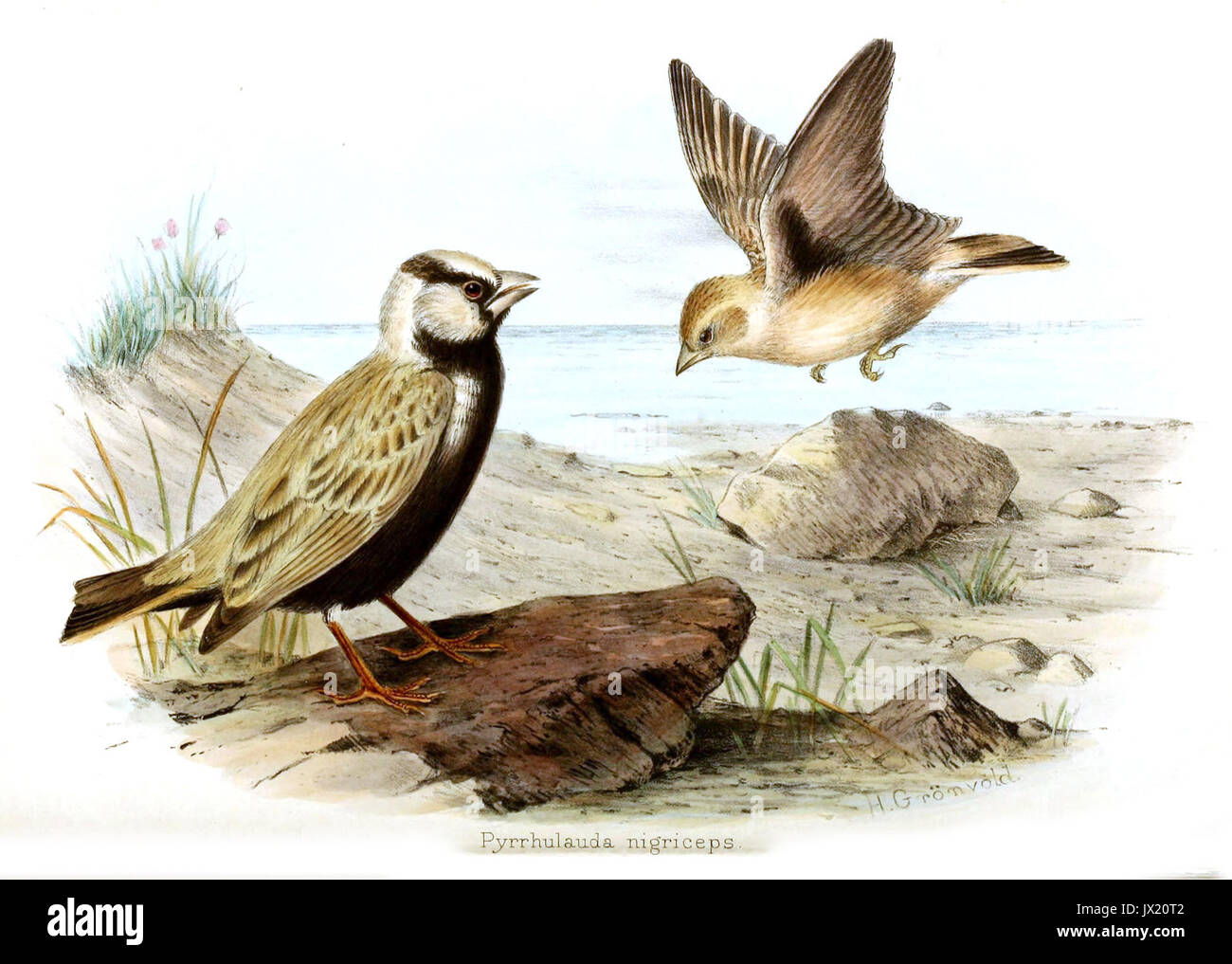 Pyrrhulauda nigriceps Gronvold Stock Photo - Alamy