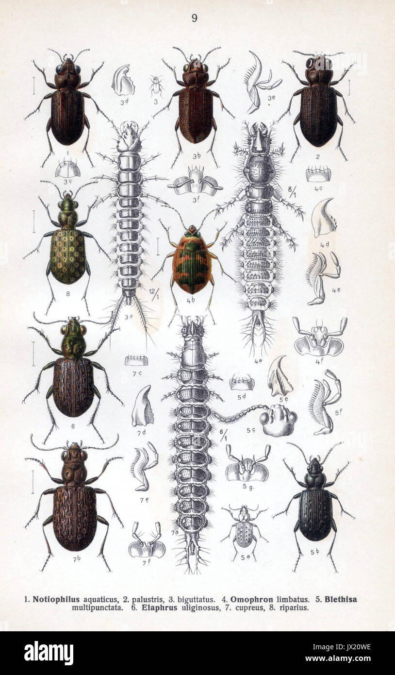 Dytiscidae species hi-res stock photography and images - Alamy