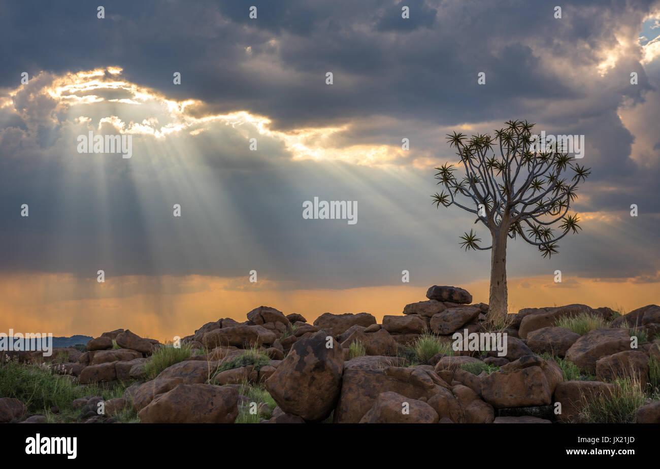 Namibia tree hi-res stock photography and images - Alamy