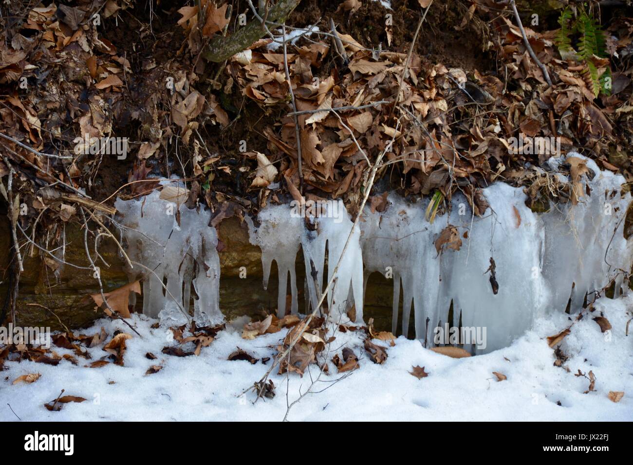 Icicles and snow in the woods Stock Photo - Alamy