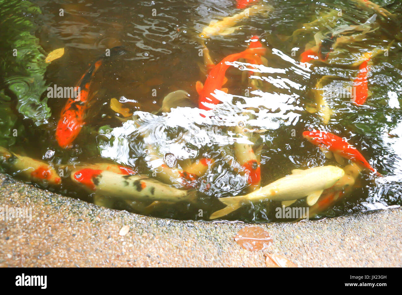 carp fish in the fish pond Stock Photo - Alamy