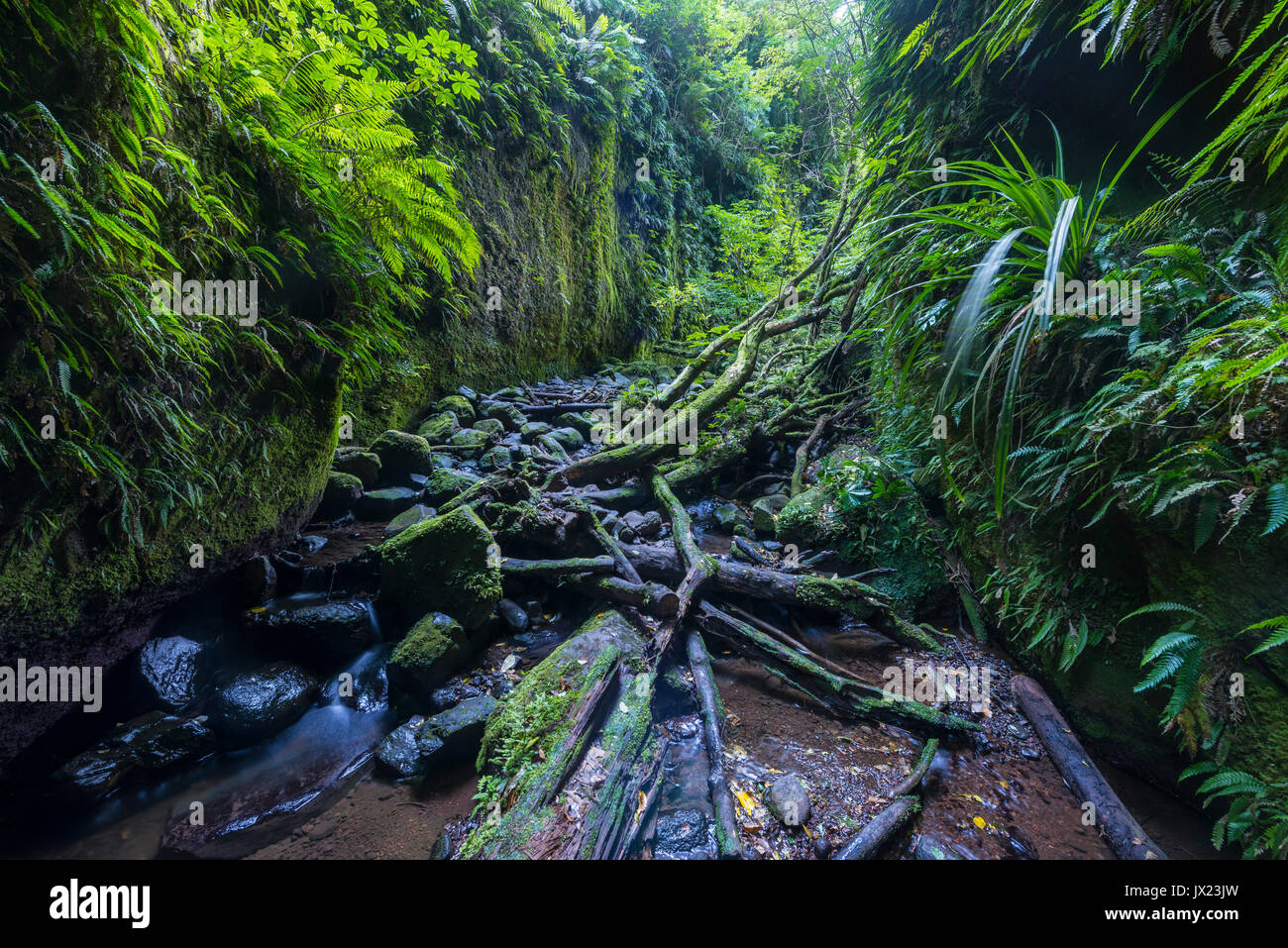 Gorge overgrown with ferns and moss, Nichols Stream, Leith Valley ...