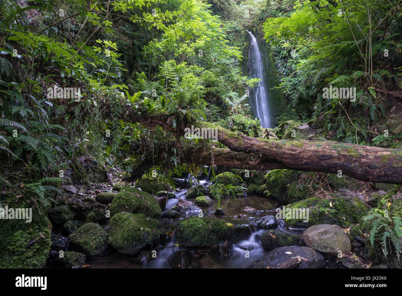 Waterfall, rocks overgrown with ferns and moss, Nichols Falls, Leith ...