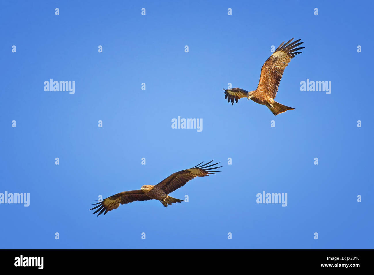 Kites flying in the sky hi-res stock photography and images - Alamy