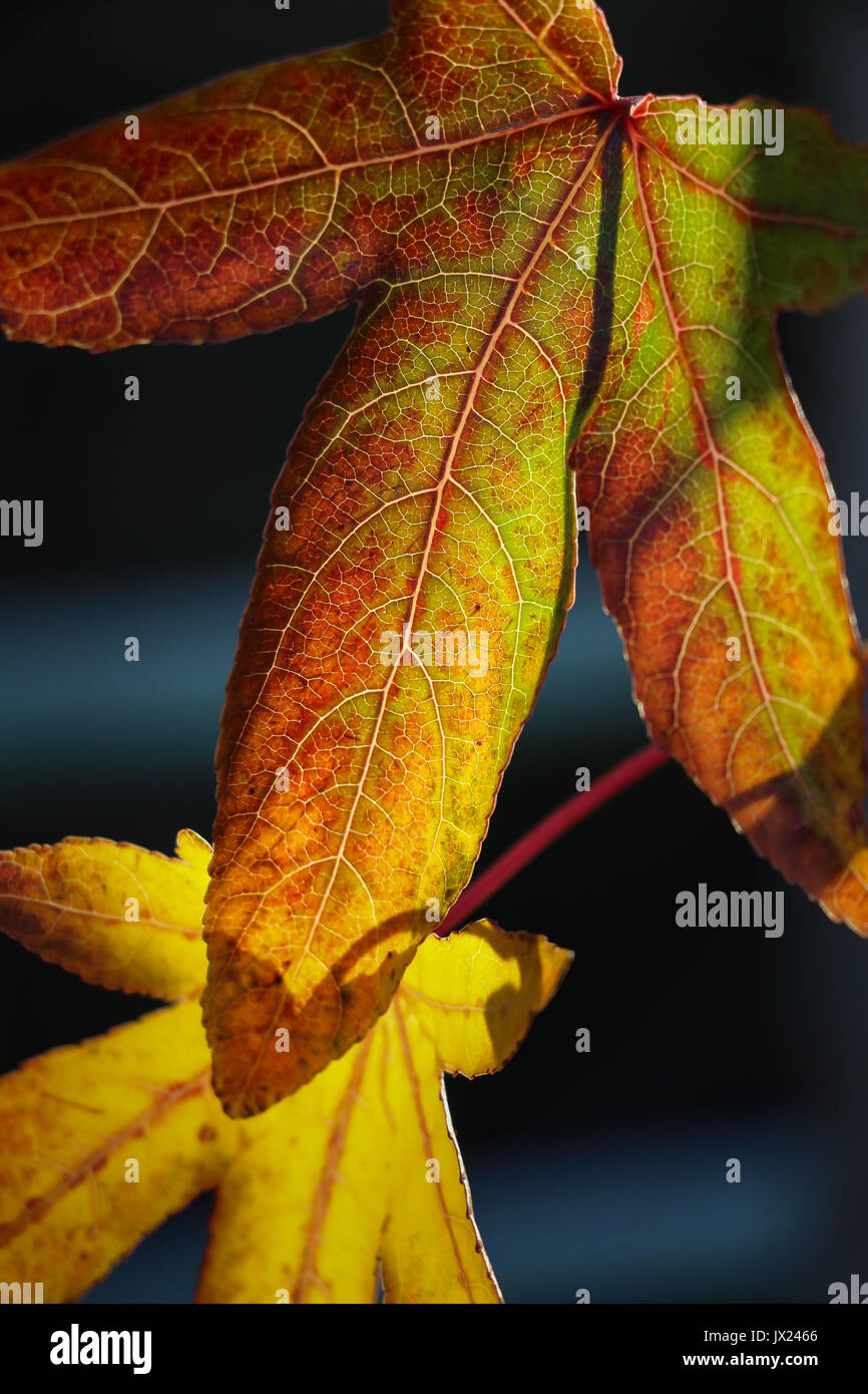 Closeup of one large five-lobed leaf turning colors in the fall ...