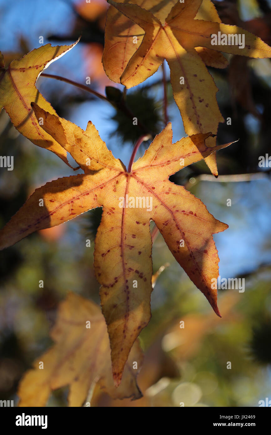 Back lit Sycamore leaves turning light yellow beige in autumn, one ...