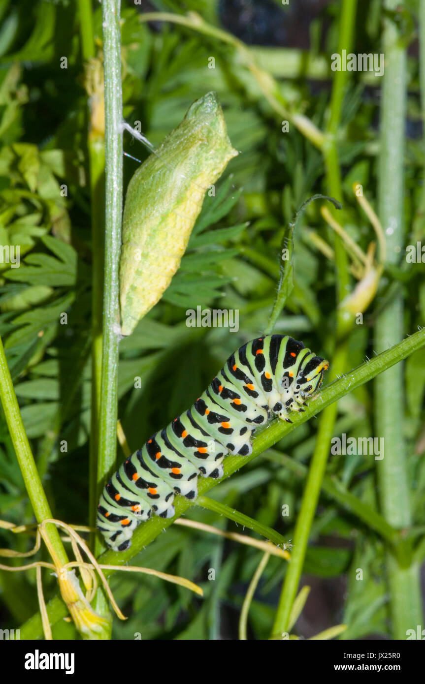 English Swallowtail Butterfly (Papilio machaon britannicus) Caterpillar ...