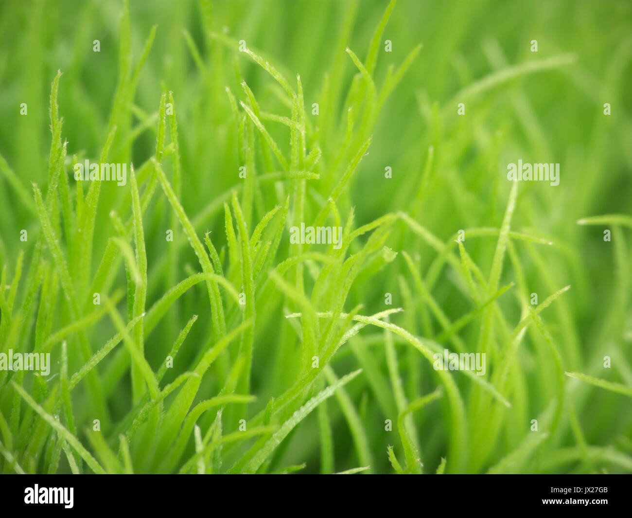 Greenery green plants closeup Stock Photo - Alamy
