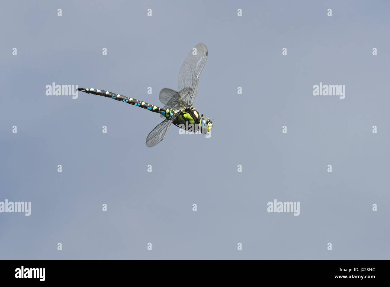 The dragonfly is flying above the grassy pond Stock Photo - Alamy