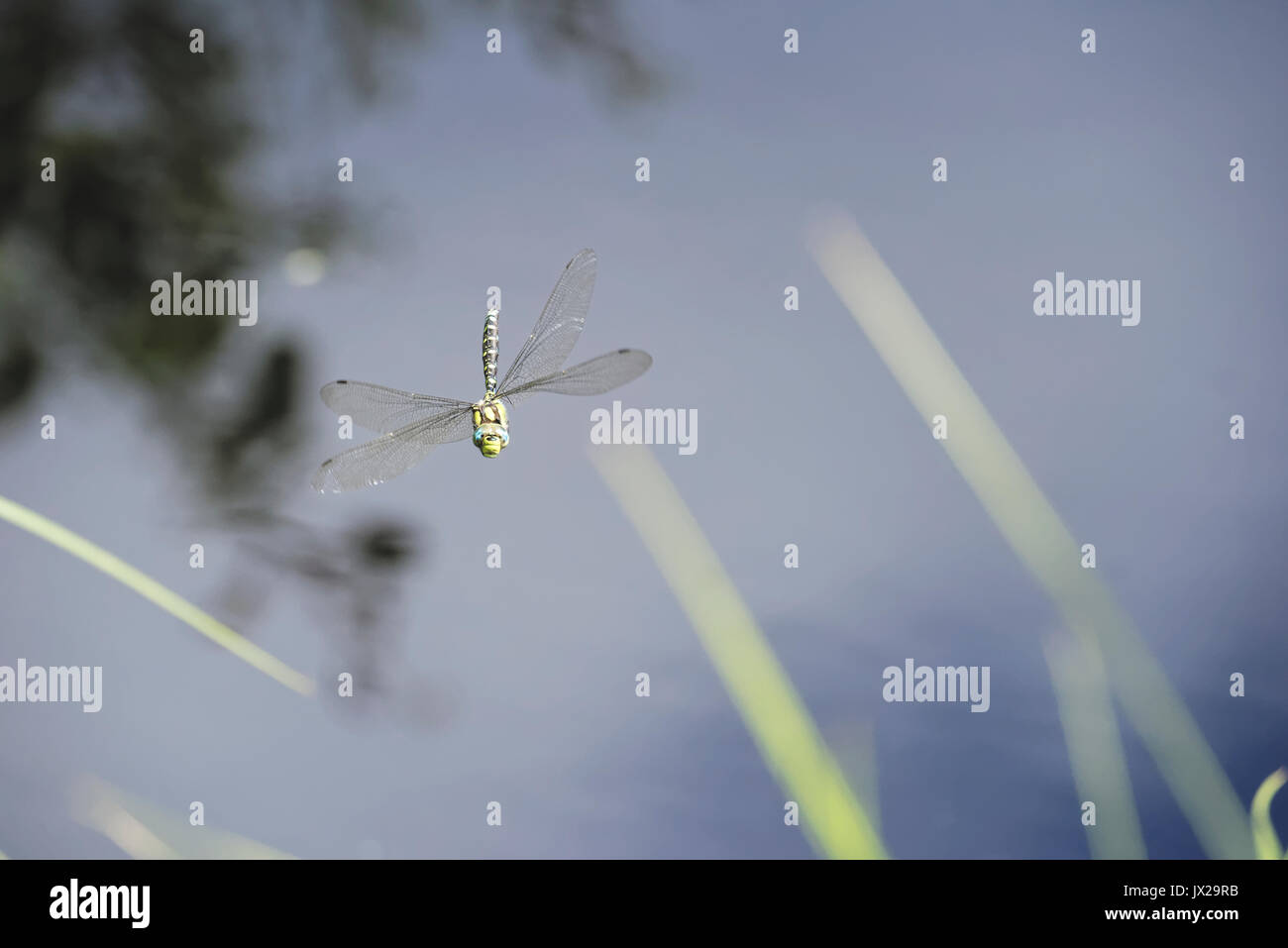 The dragonfly is flying above the grassy pond Stock Photo - Alamy