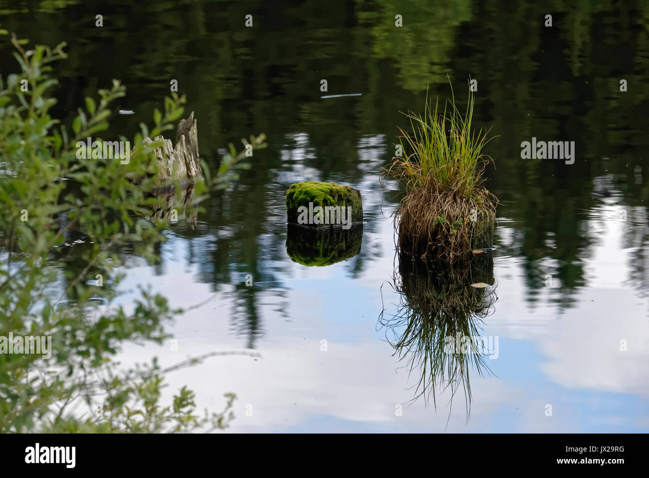 The dragonfly is flying above the grassy pond Stock Photo - Alamy