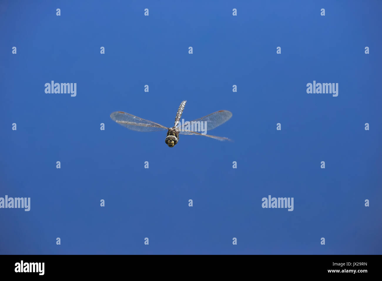 The dragonfly is flying above the grassy pond Stock Photo - Alamy