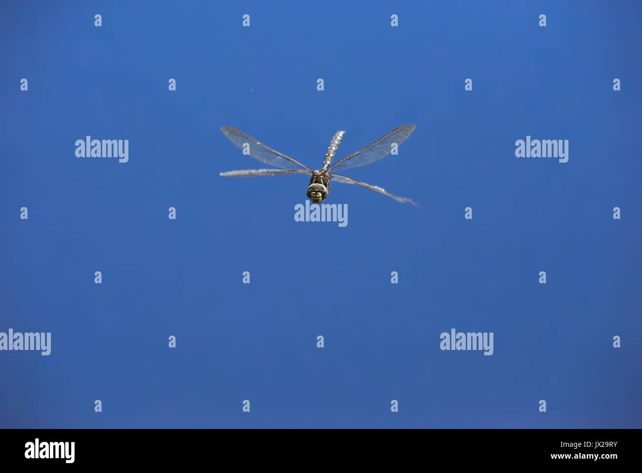 The dragonfly is flying above the grassy pond Stock Photo - Alamy