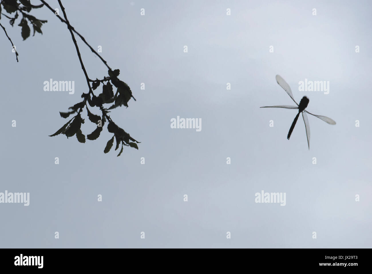 The dragonfly is flying above the grassy pond Stock Photo - Alamy