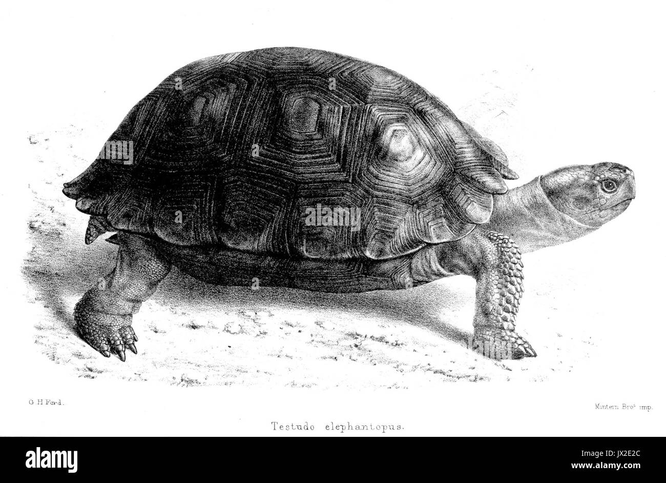 Genus testudo hi-res stock photography and images - Alamy