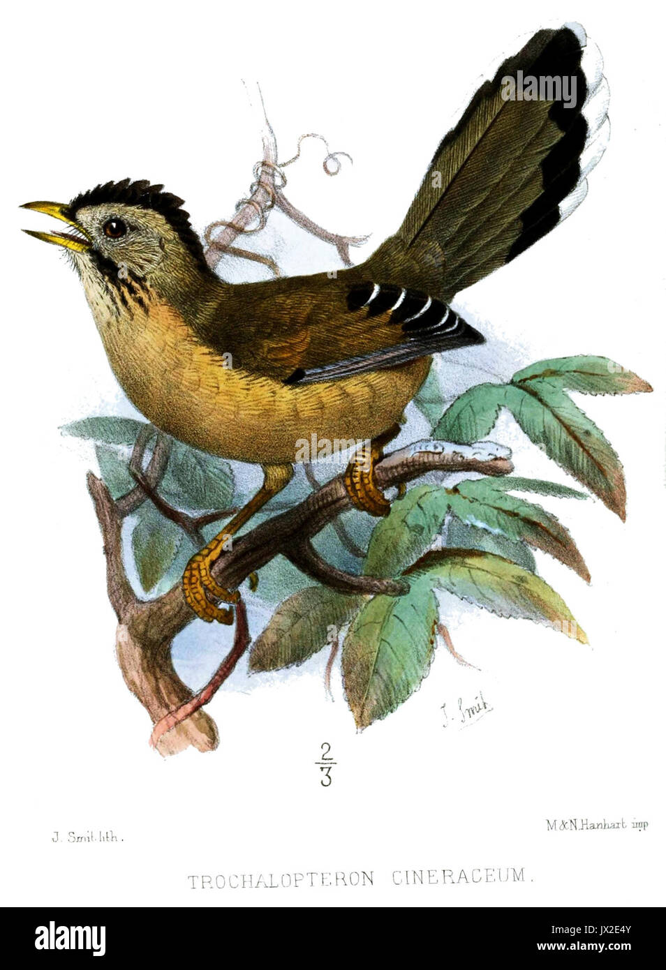 Native partridge species Cut Out Stock Images & Pictures - Alamy