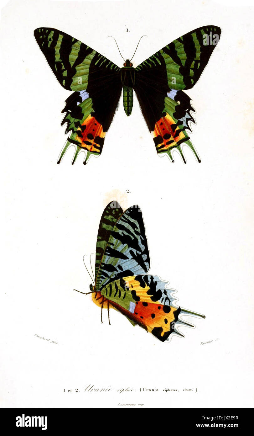 Urania riphaeus hi-res stock photography and images - Alamy