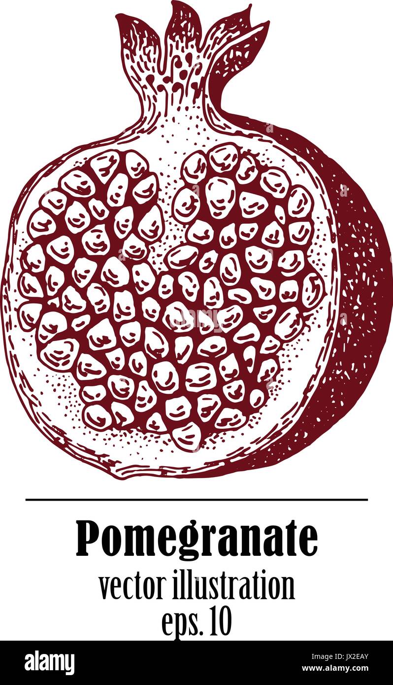 Pomegranate fruit retro design template. Botanical fruit. Engraved ...