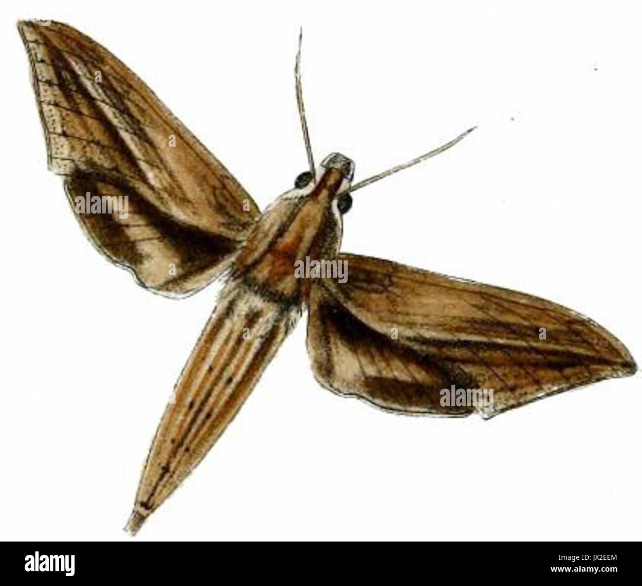 Maculator hi-res stock photography and images - Alamy