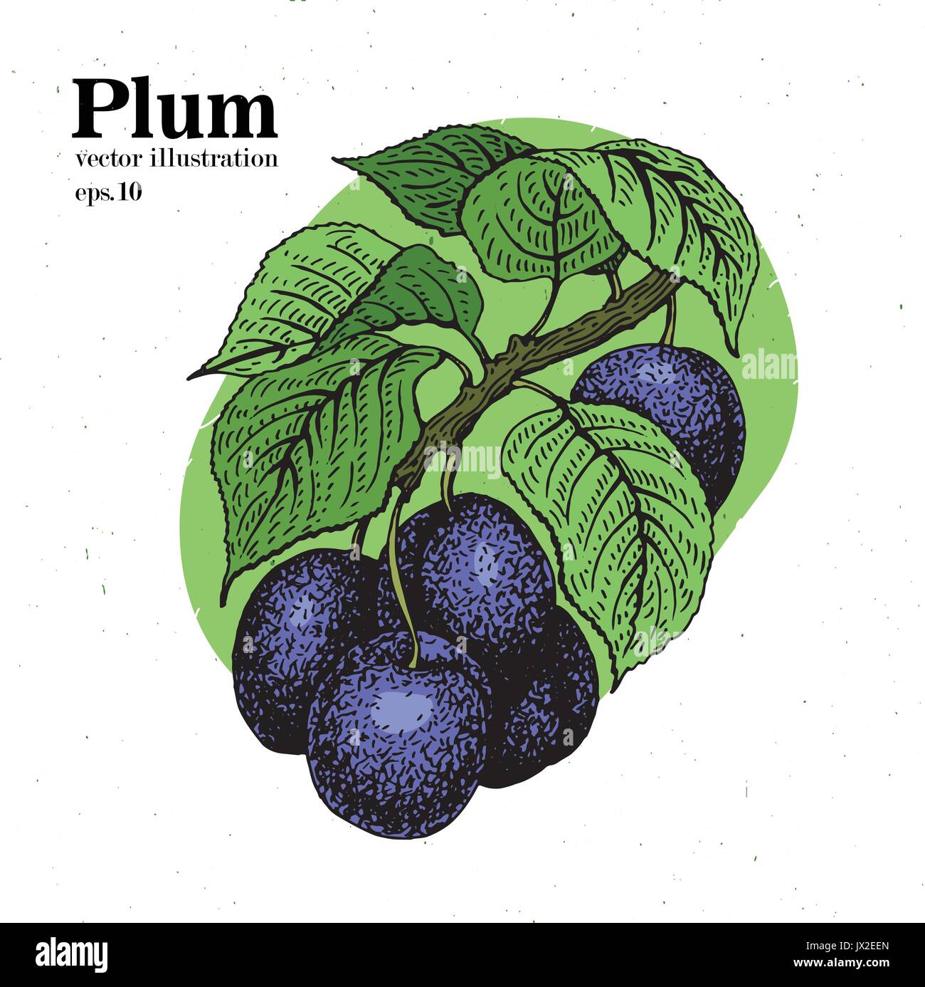 Plumillustration hi-res stock photography and images - Alamy