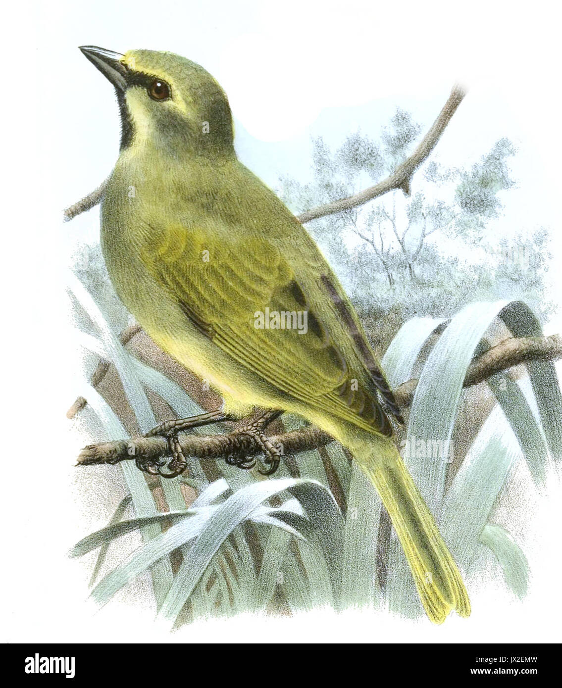 Driven person Cut Out Stock Images & Pictures - Alamy