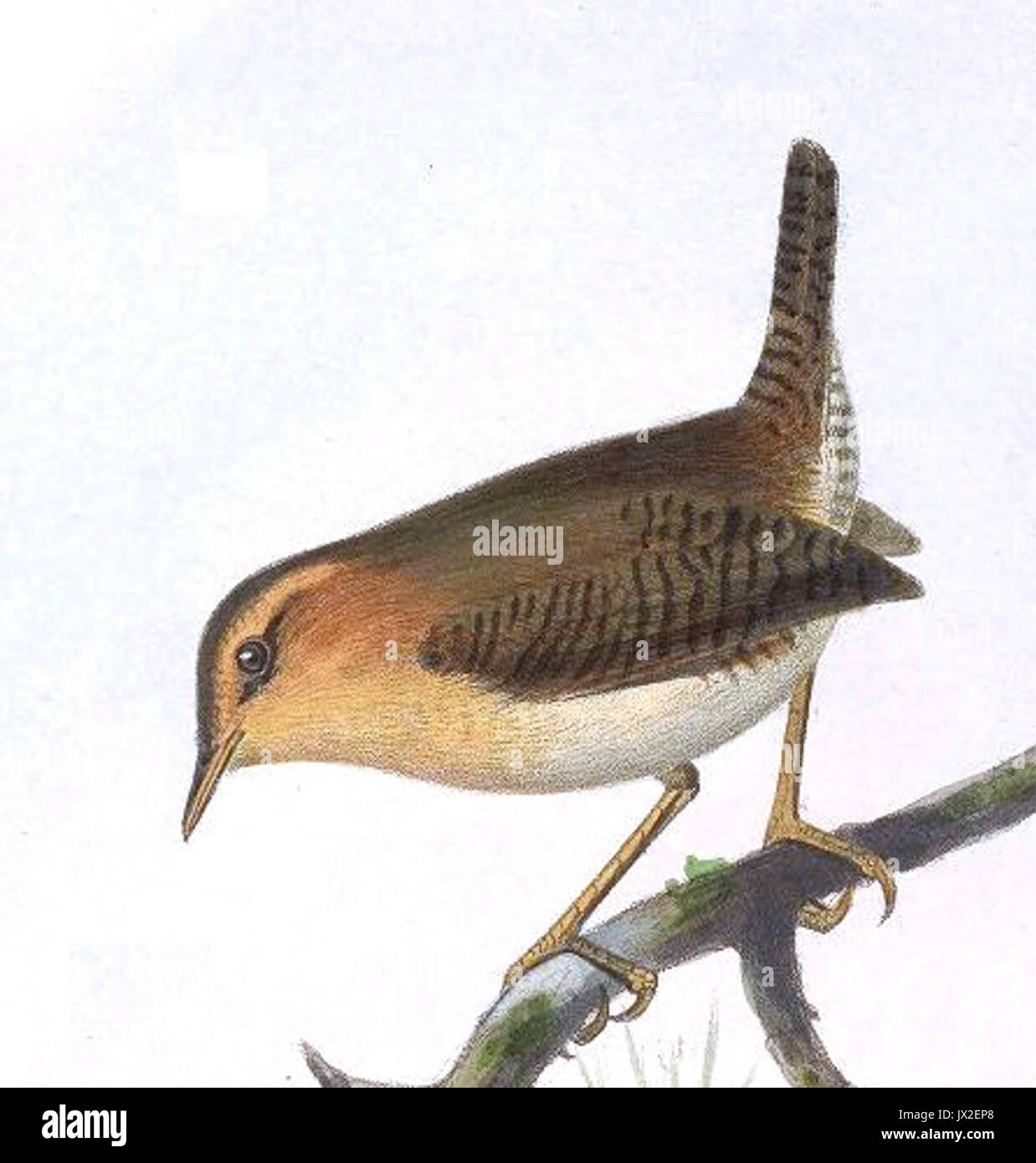 Troglodytes solstitialis Smit Stock Photo - Alamy