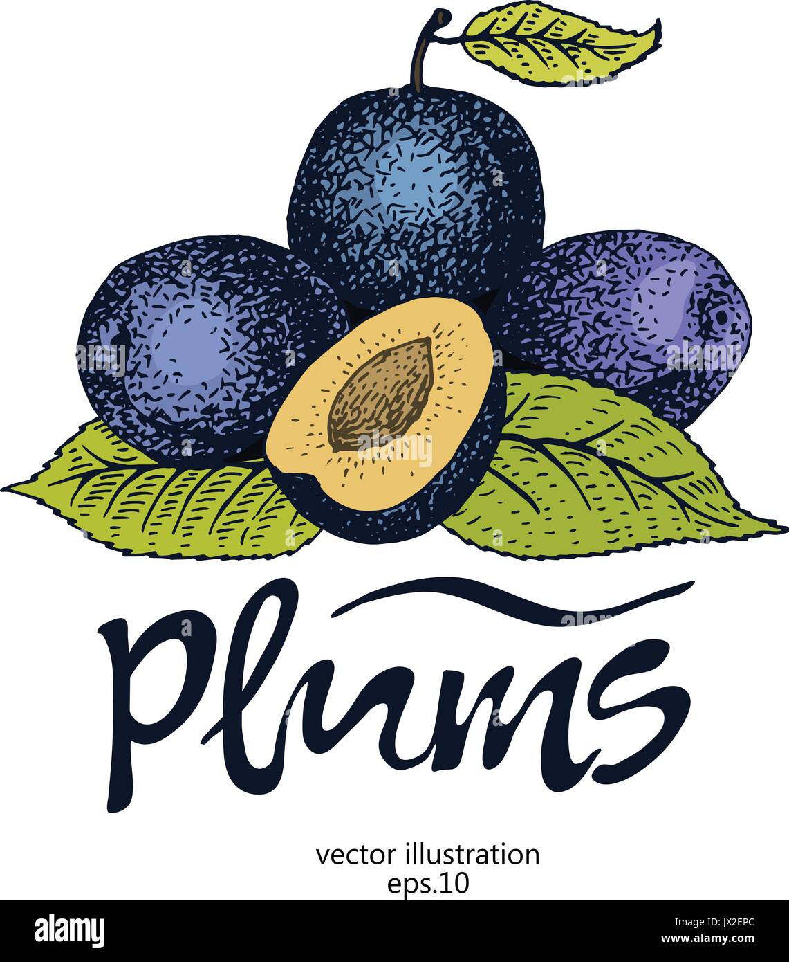 Plum retro vector illustration. Botanical fruit logo template. Engraved ...