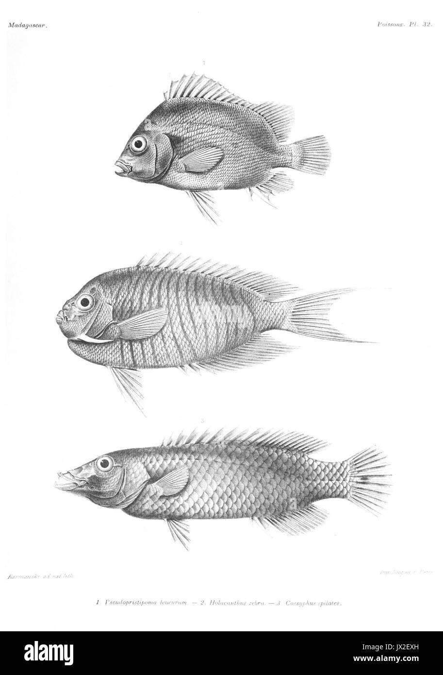 Native species of madagascar Cut Out Stock Images & Pictures - Alamy