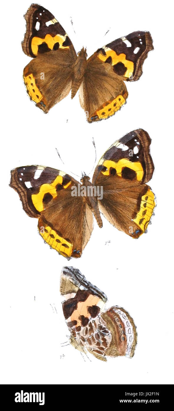 Vanessa genus hi-res stock photography and images - Alamy