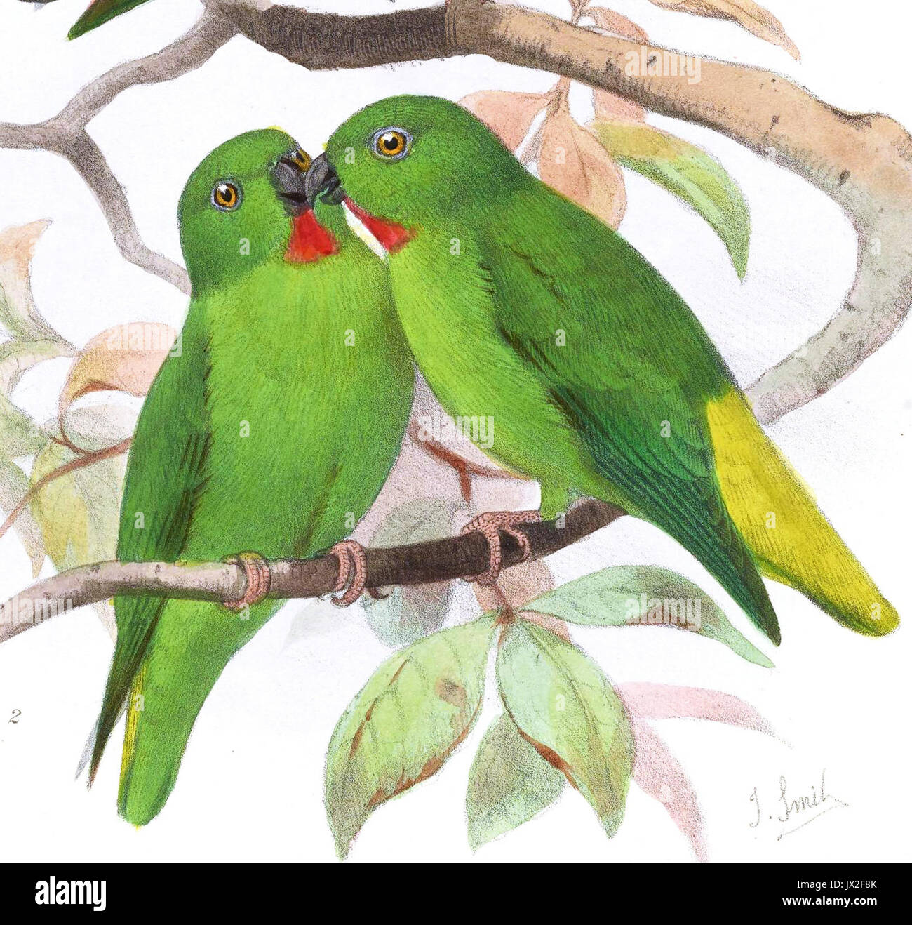 Loriculus tener Smit Stock Photo - Alamy
