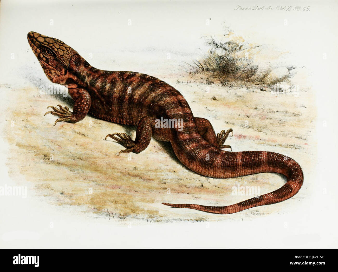 Salvator rufescens hi-res stock photography and images - Alamy